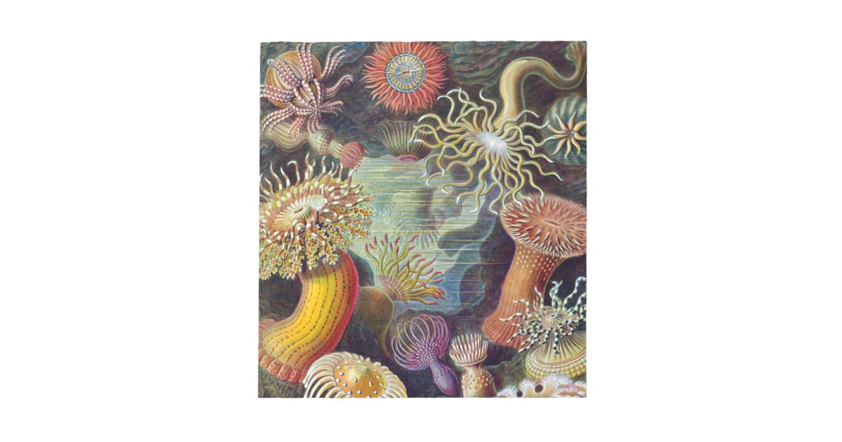 Sea Anemone Scientific Nature Ocean Notepad | Zazzle