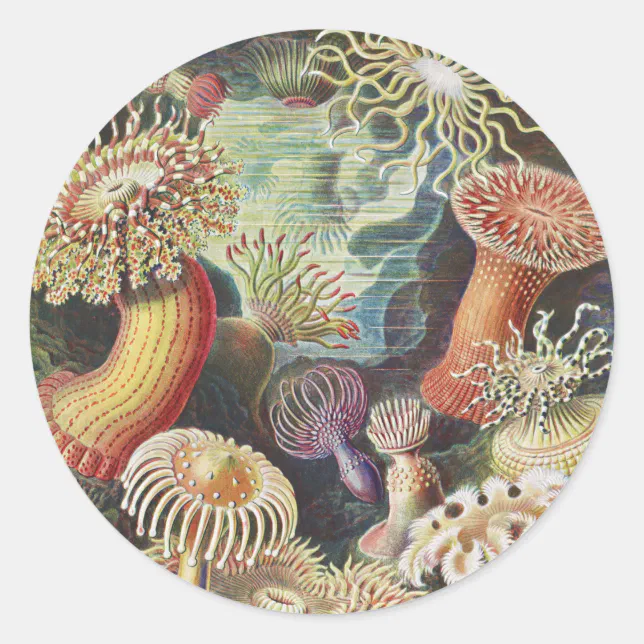 Sea Anemones, Actiniae Seeanemonen Ernst Haeckel Classic Round Sticker ...