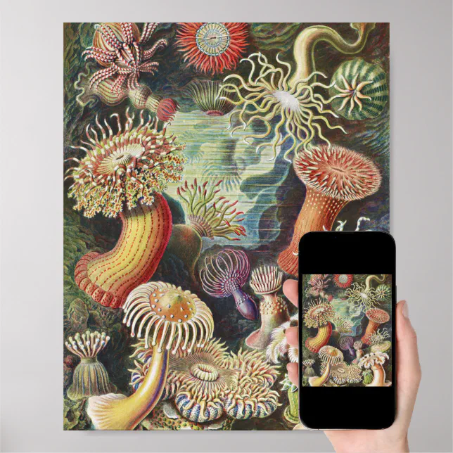 Sea Anemones, Actiniae Seeanemonen Ernst Haeckel Poster | Zazzle