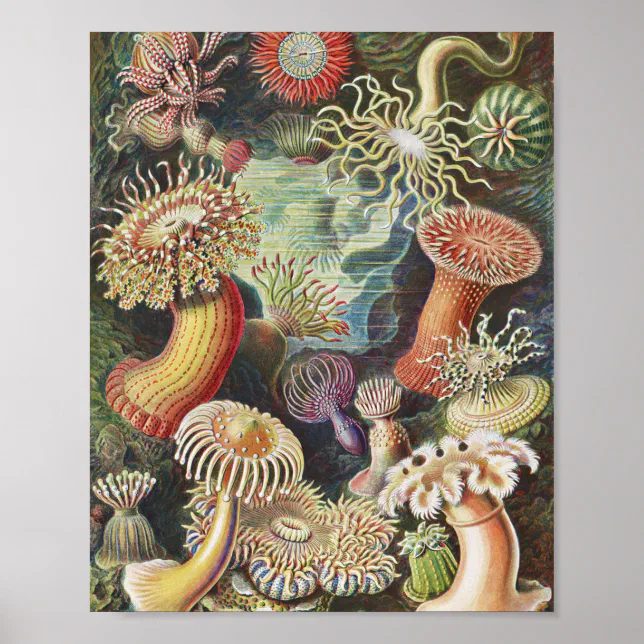 Sea Anemones, Actiniae Seeanemonen Ernst Haeckel Poster | Zazzle