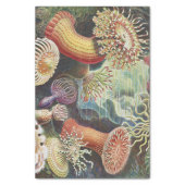Sea Anemones, Actiniae Seeanemonen Ernst Haeckel Tissue Paper | Zazzle