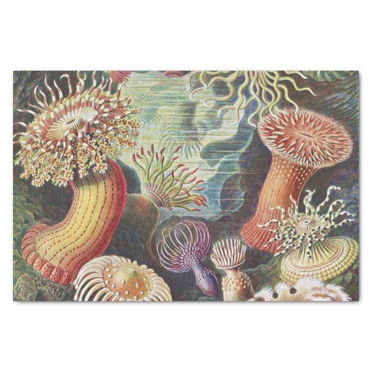 Sea Anemones, Actiniae Seeanemonen Ernst Haeckel Tissue Paper | Zazzle