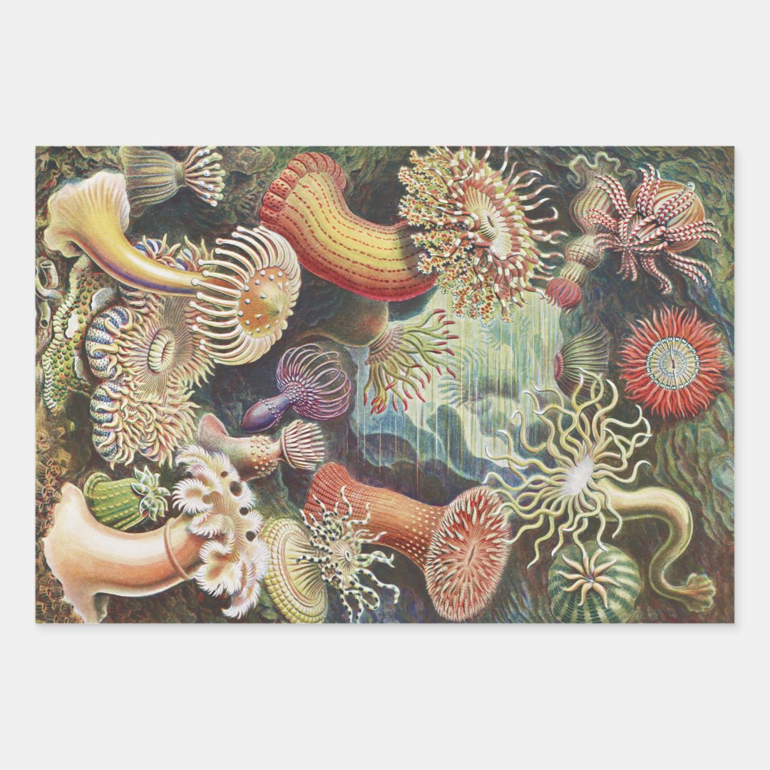 Sea Anemones, Actiniae Seeanemonen Ernst Haeckel Wrapping Paper Sheets ...