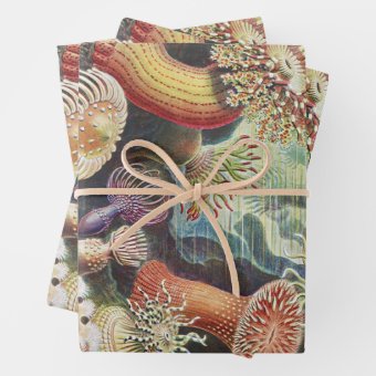 Sea Anemones, Actiniae Seeanemonen Ernst Haeckel Wrapping Paper Sheets ...