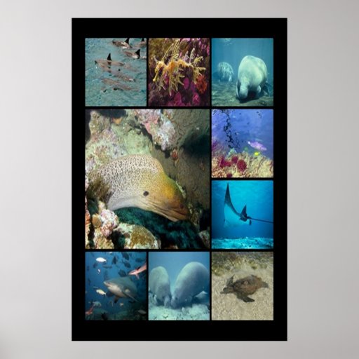 Sea Creatures collage Poster | Zazzle