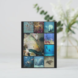 Sea creatures collage print postcard | Zazzle
