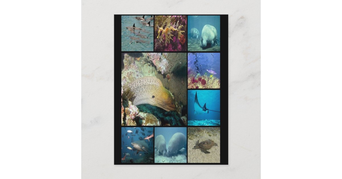 Sea creatures collage print postcard | Zazzle