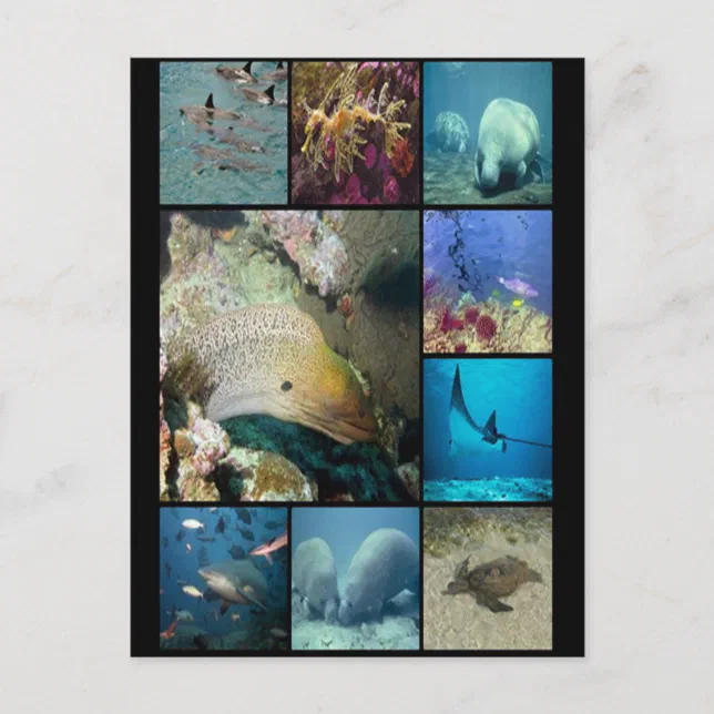 Sea creatures collage print postcard | Zazzle