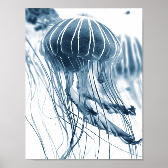 SEA JELLYFISH PHOTOGRAPHIC POSTER | Zazzle.com