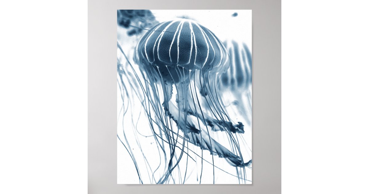 SEA JELLYFISH PHOTOGRAPHIC POSTER | Zazzle
