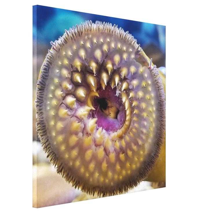 Sea Lamprey Mouth Poster Canvas Print | Zazzle