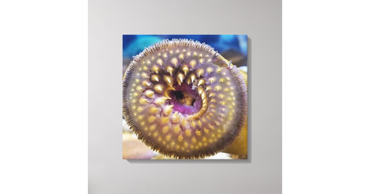 Sea Lamprey Mouth Poster Canvas Print | Zazzle