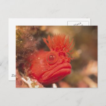 Sea Life - Fish Postcard | Zazzle