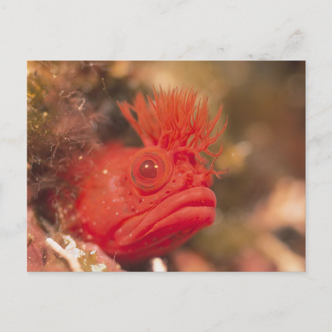 Sea Life - Fish Postcard | Zazzle