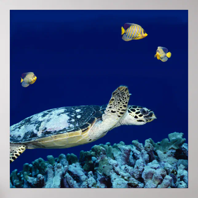 Sea Life - Sea Turtle Poster | Zazzle