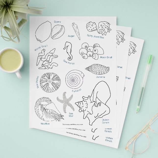 seashell identification worksheet