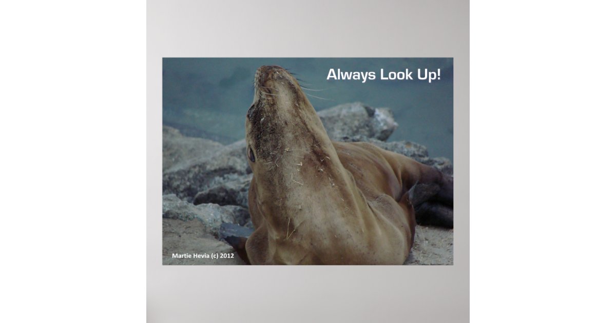 Sea Lion - Always Look Up! - Poster | Zazzle