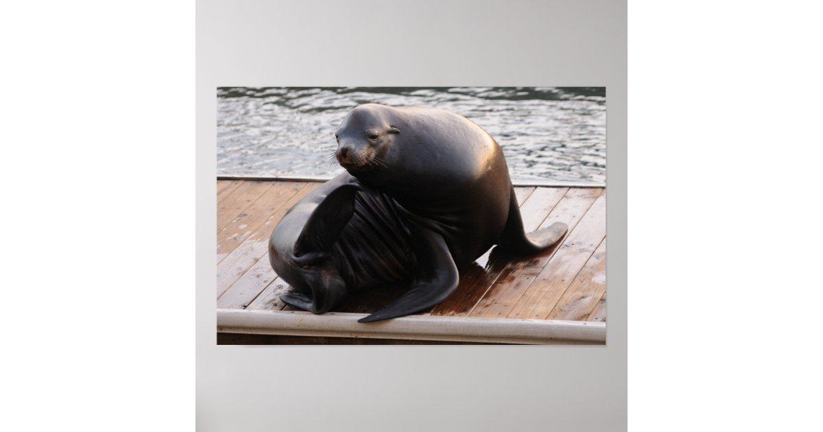 Sea lion Poster | Zazzle