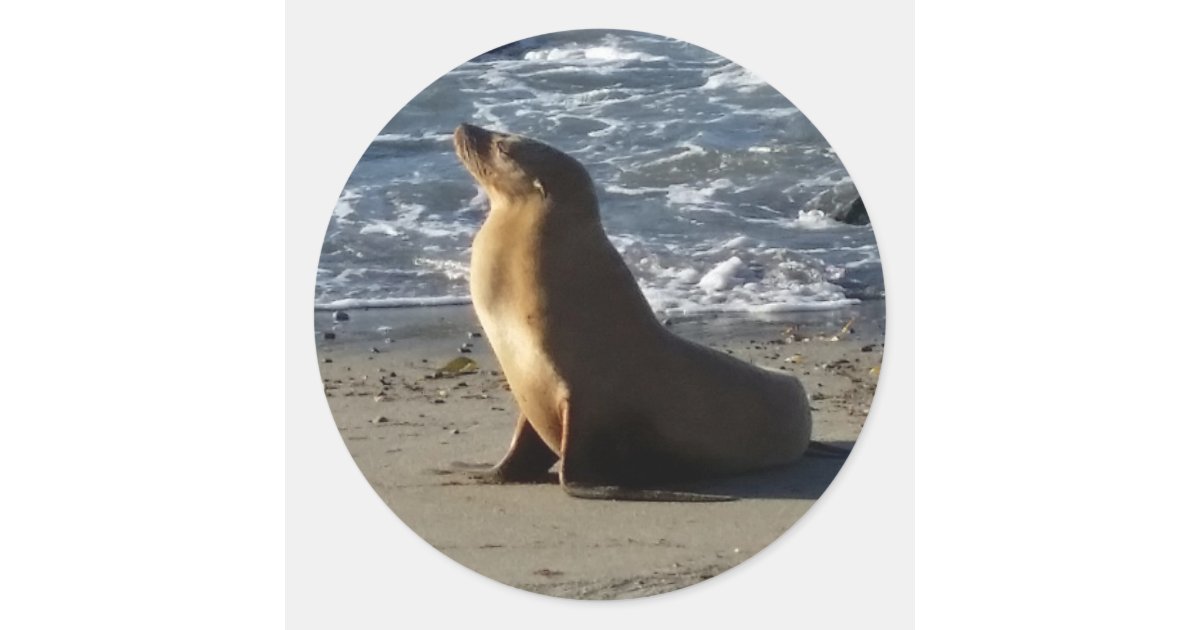 Sea Lion Sticker | Zazzle