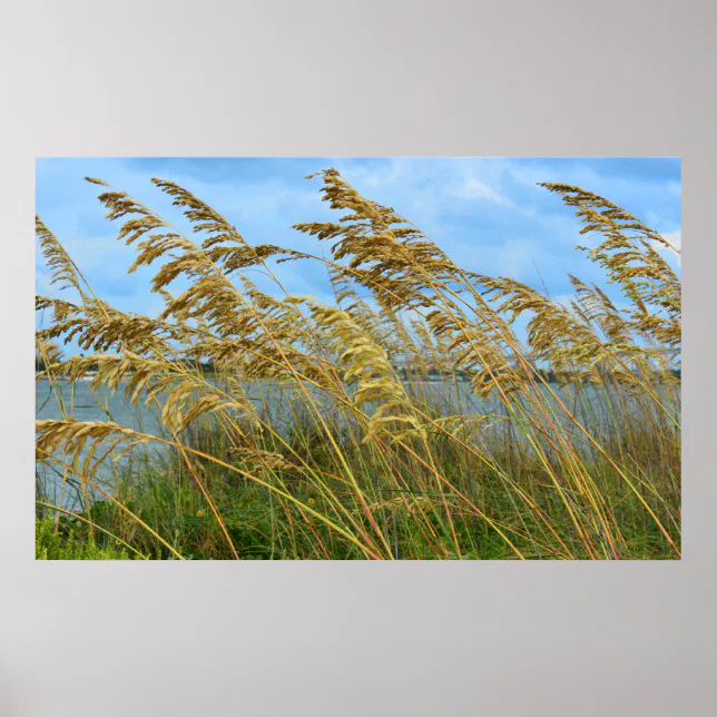 Sea Oats Poster | Zazzle