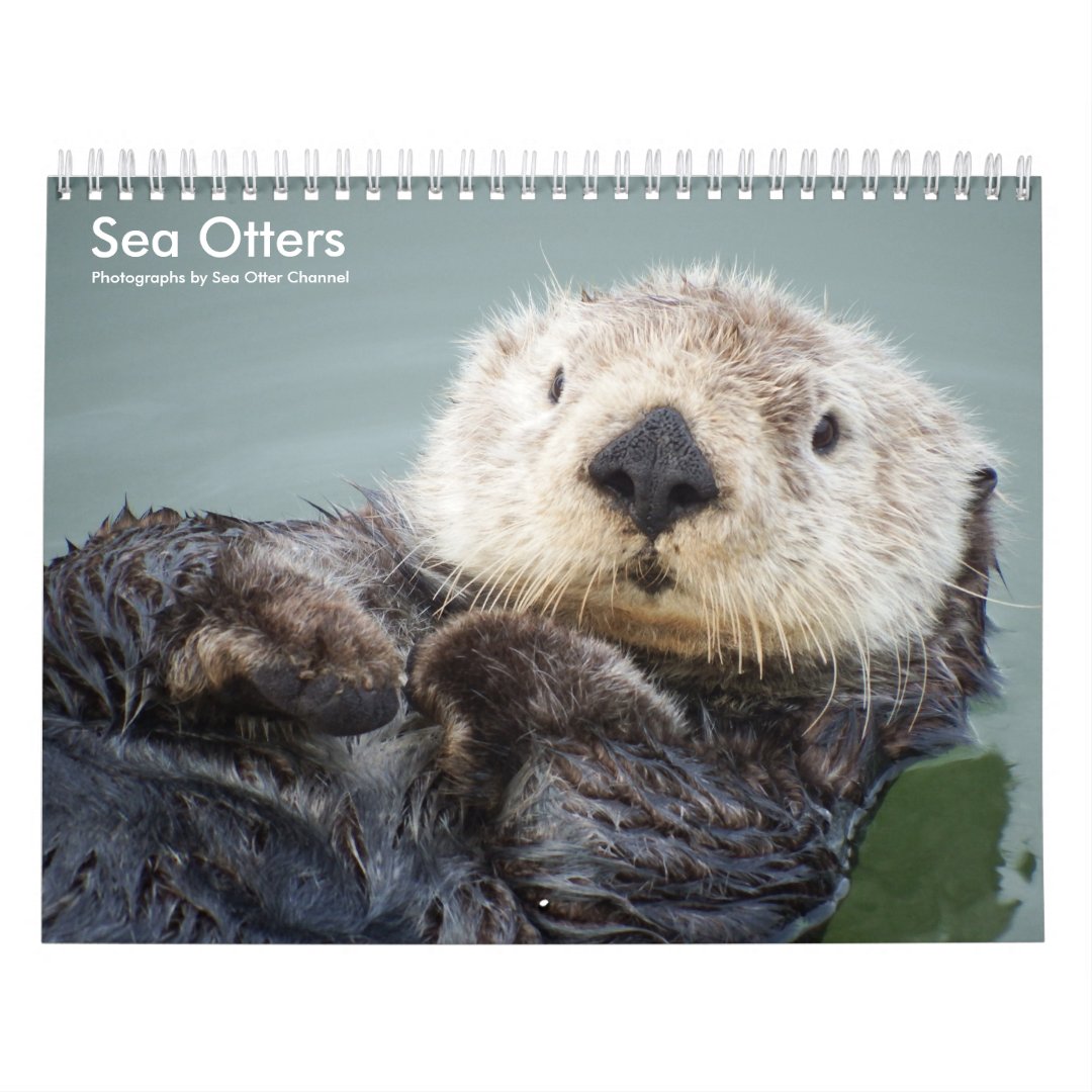 Sea Otter Channel Calendar #1 | Zazzle