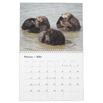 Sea Otter Channel Calendar #3 | Zazzle