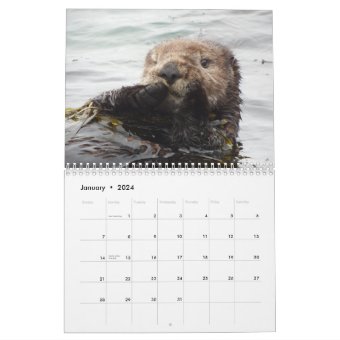 Sea Otter Channel Calendar #3 | Zazzle