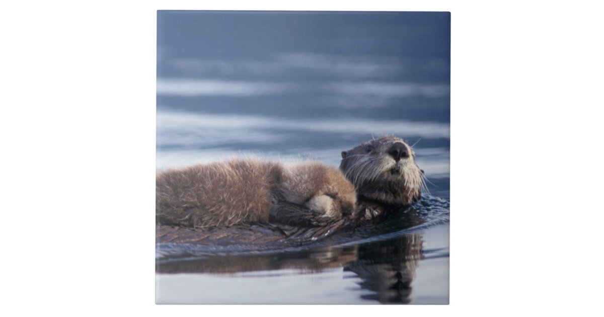 sea otter, Enhydra lutris lutris Tile | Zazzle