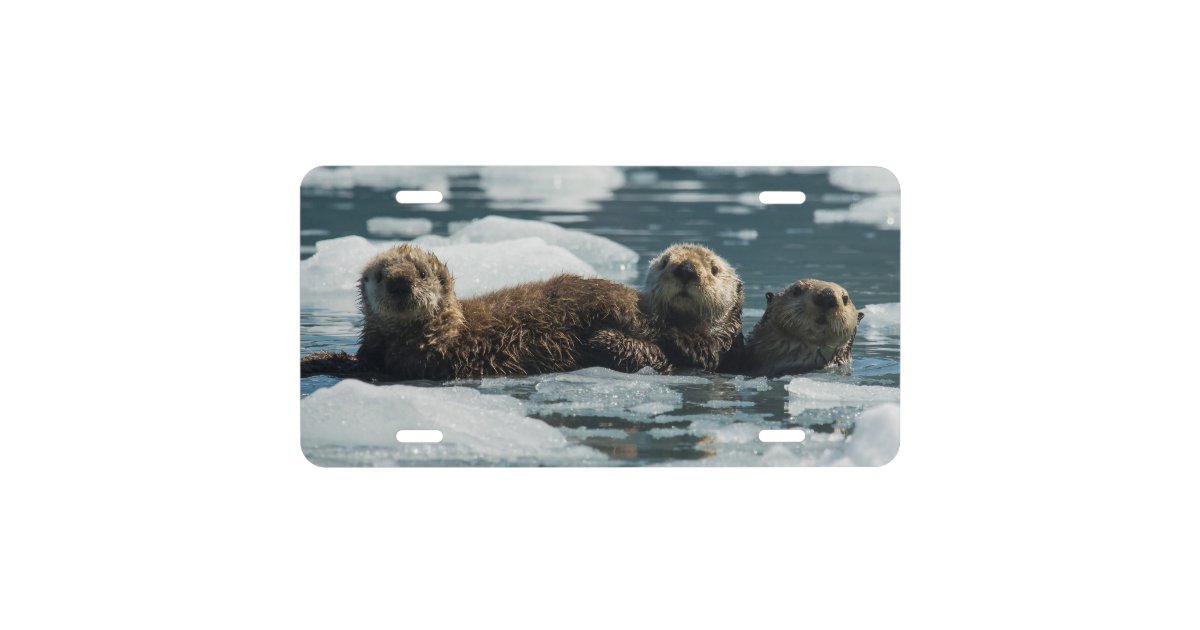 Sea Otter Family License Plate | Zazzle