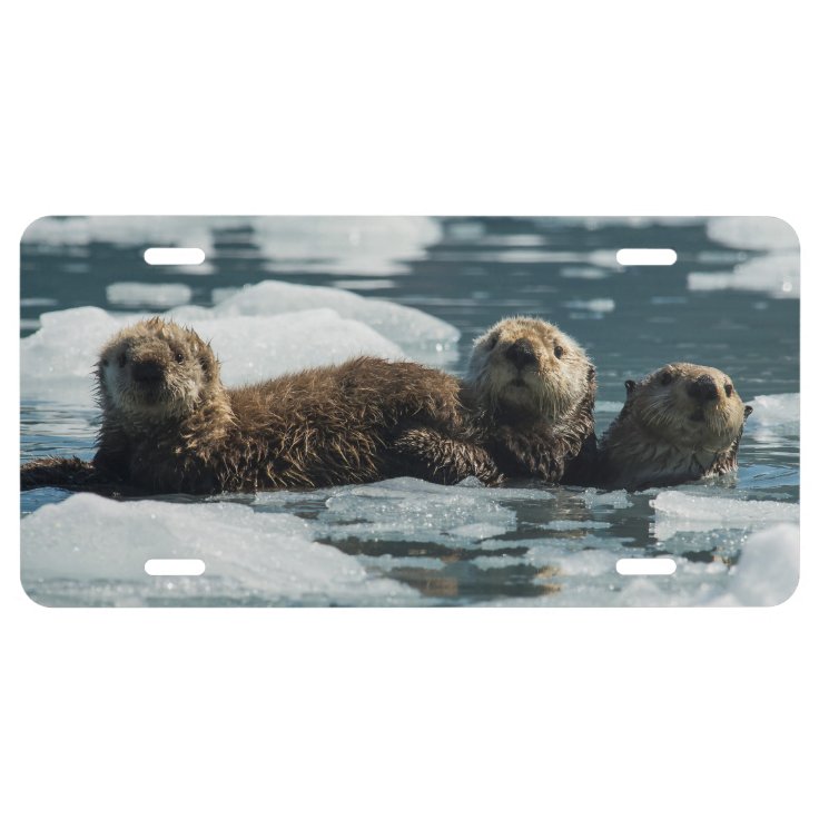 Sea Otter Family License Plate | Zazzle
