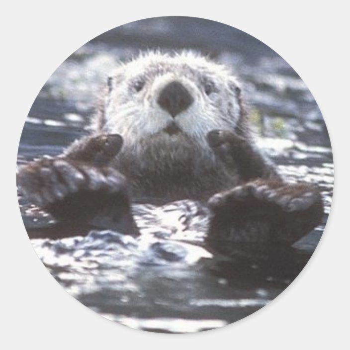 Sea Otter Stickers | Zazzle.com
