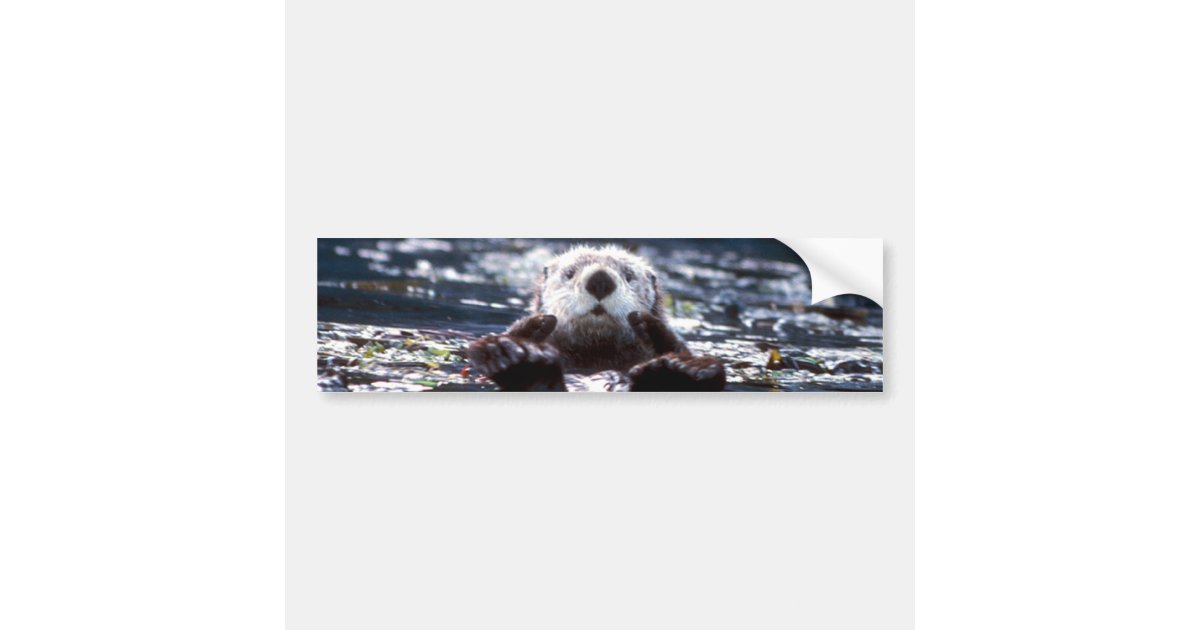 Sea Otter Swimming Bumper Sticker | Zazzle