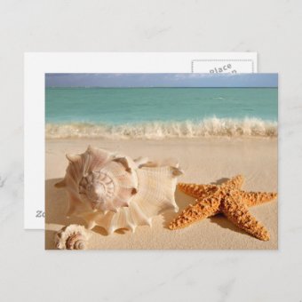 Sea Shell Postcard | Zazzle