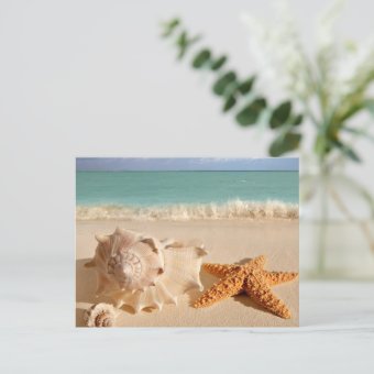 Sea Shell Postcard | Zazzle