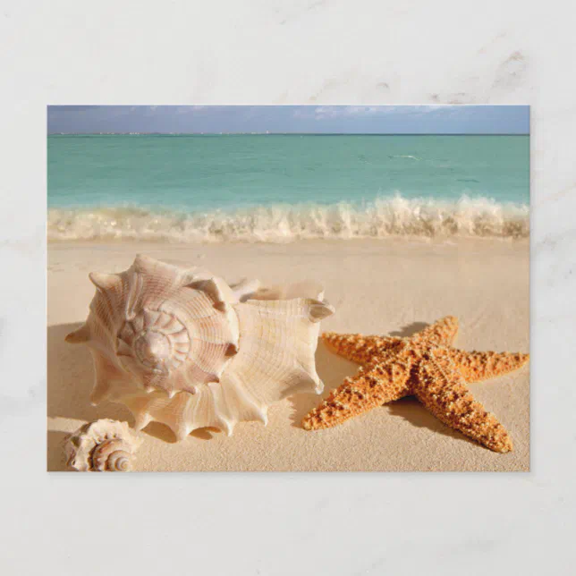 Sea Shell Postcard | Zazzle