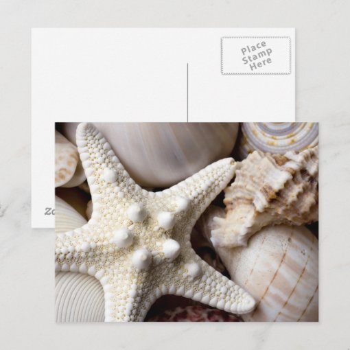 Sea Shell Starfish Background - Beach Shells Postcard | Zazzle