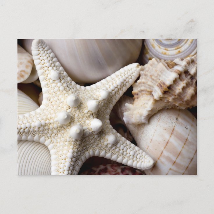 Sea Shell Starfish Background - Beach Shells Postcard | Zazzle