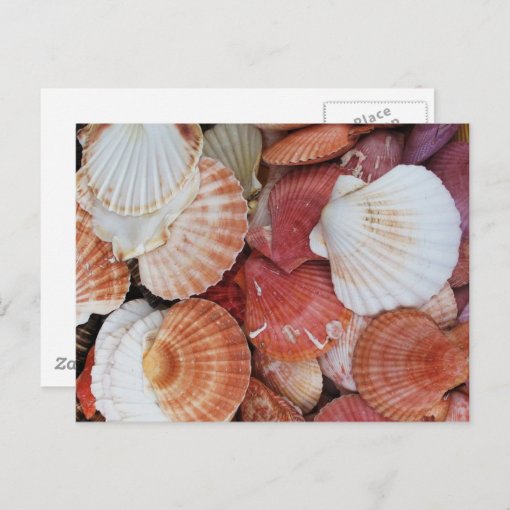 Sea Shells Colorful Shell Postcard | Zazzle