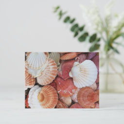 Sea Shells Colorful Shell Postcard | Zazzle