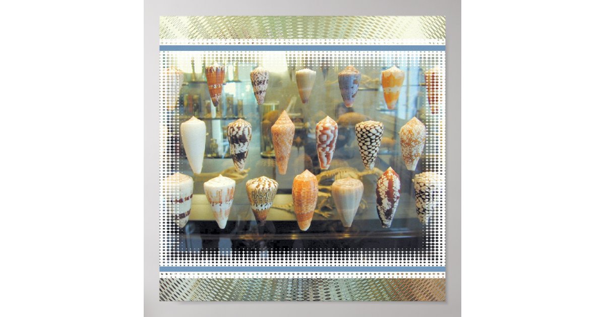 Sea Shells in Window Poster | Zazzle