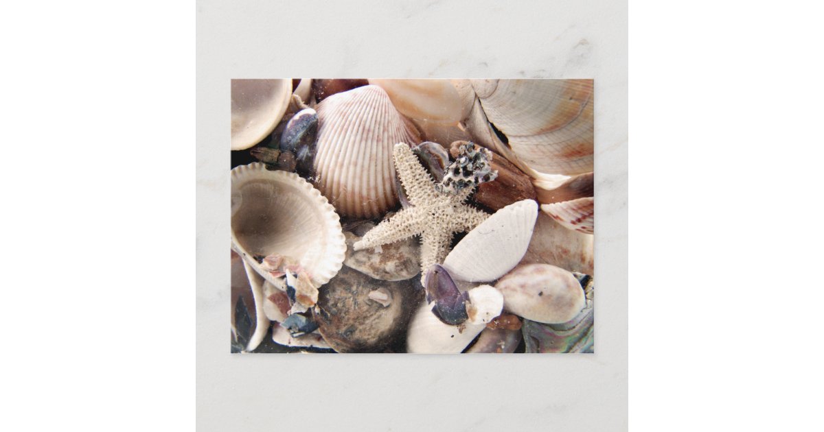 Sea Shells Postcard | Zazzle.com