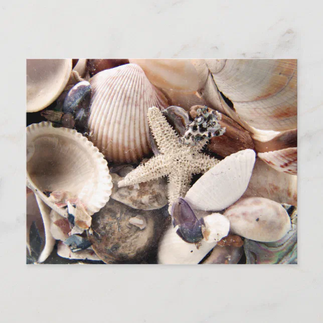 Sea Shells Postcard | Zazzle