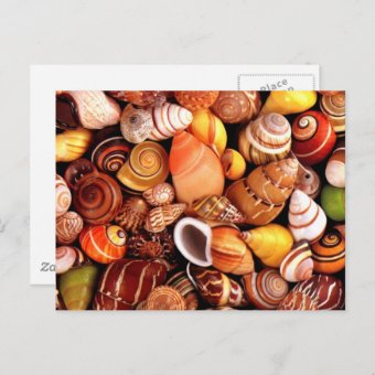 Sea Shells Postcard | Zazzle