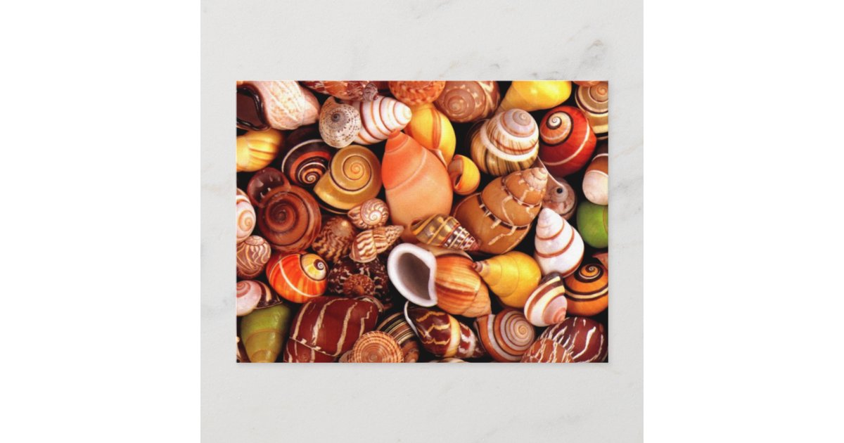 Sea Shells Postcard | Zazzle