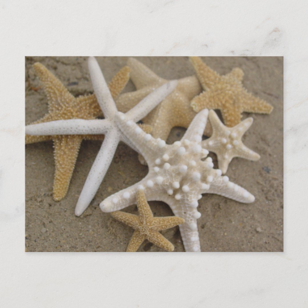Sea Stars Postcard | Zazzle