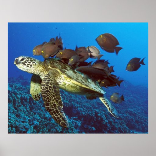 Sea Turtle Posters, Sea Turtle Prints, Art Prints, & Poster Designs ...