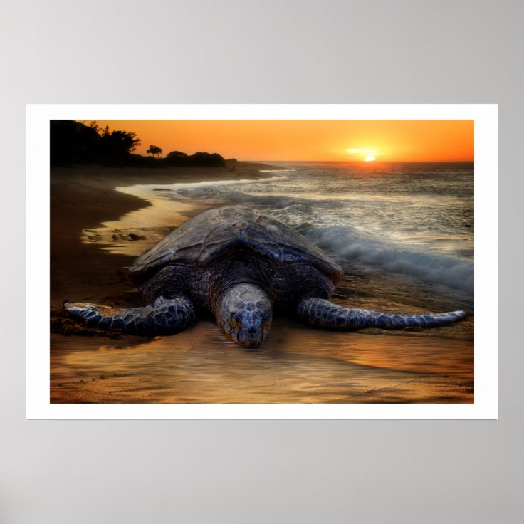Sea Turtle at Sunset Poster | Zazzle