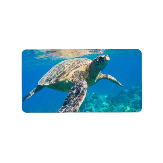 Sea Turtle, Marine Turtle, Chelonioidea, reptile Label | Zazzle.com Sea Turtle, Marine Turtle, Chelonioidea, reptile Label | Zazzle.com