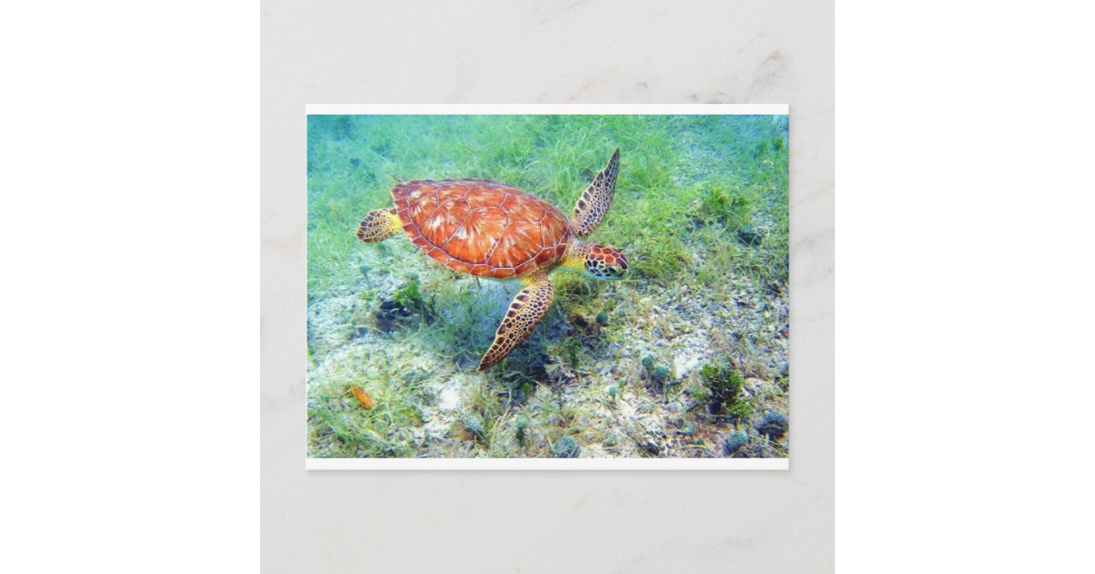 sea turtle postcard | Zazzle