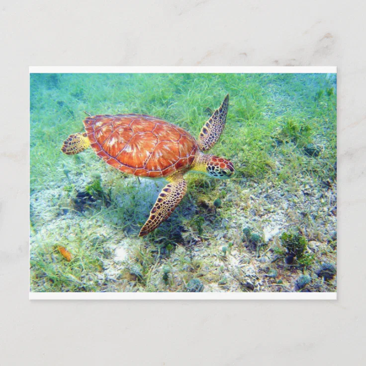 sea turtle postcard | Zazzle